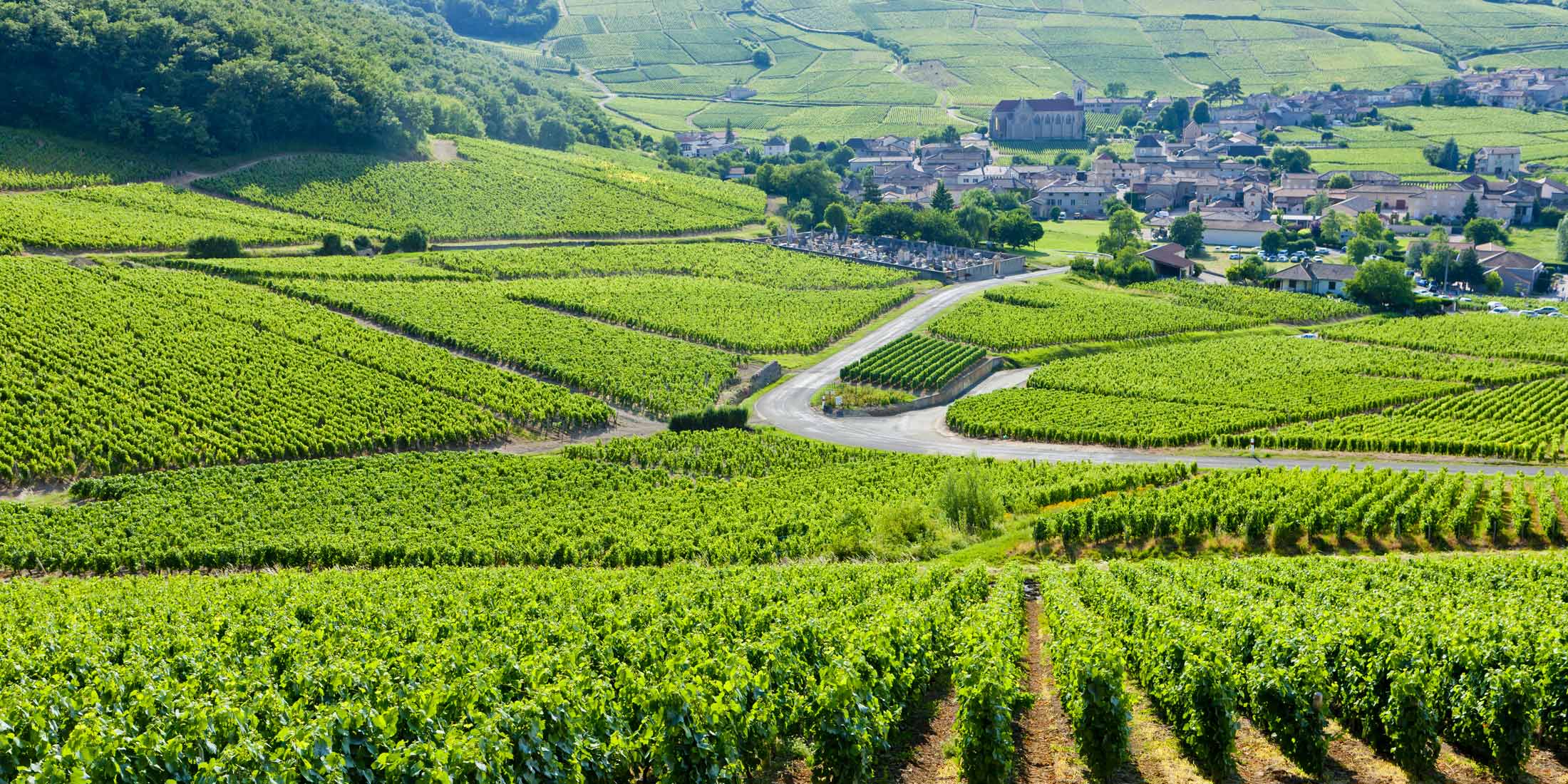 Visiter Chablis et sa région ; les conseils du Château de la Resle